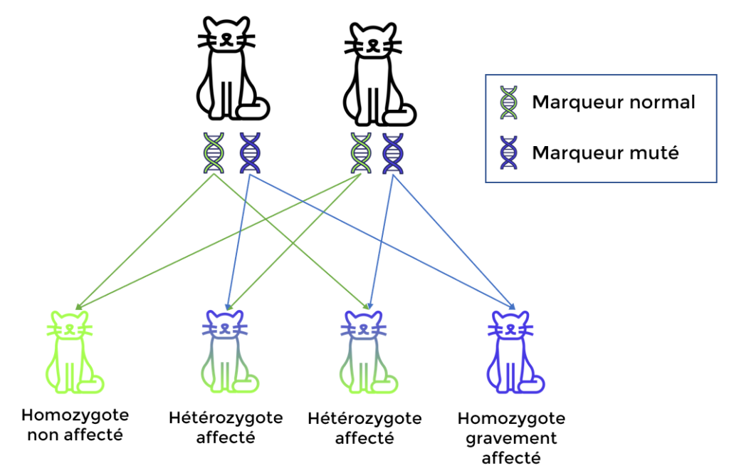 La transmission des maladies et traits génétiques chez les chats
